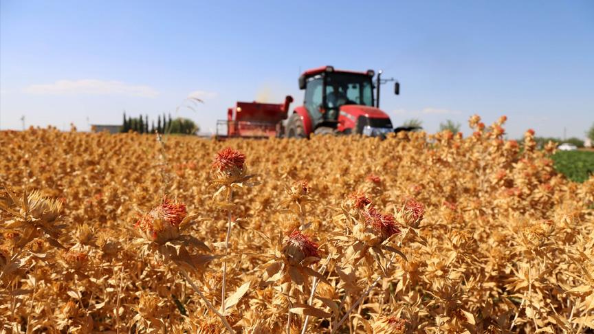 BİTKİDEN JET YAKITI OLUR MU? ANADOLU'NUN KEŞFEDİLMEMİŞ BİTKİSİ: ASPİR ...